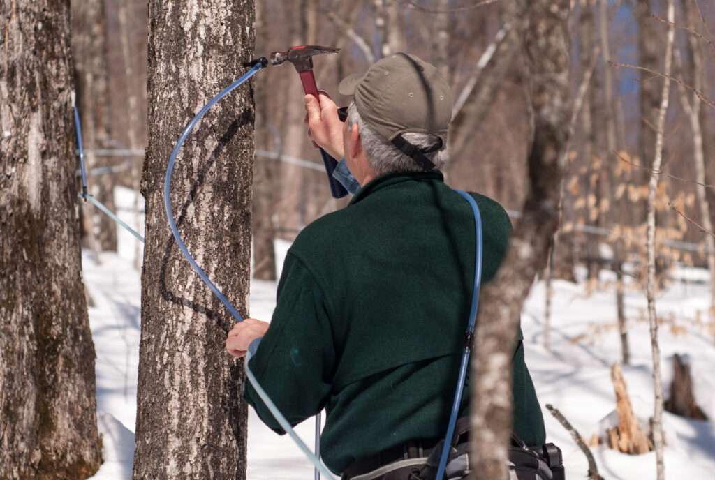 6 Interesting Facts About Tapping Maple Trees - Butternut Mountain Farm